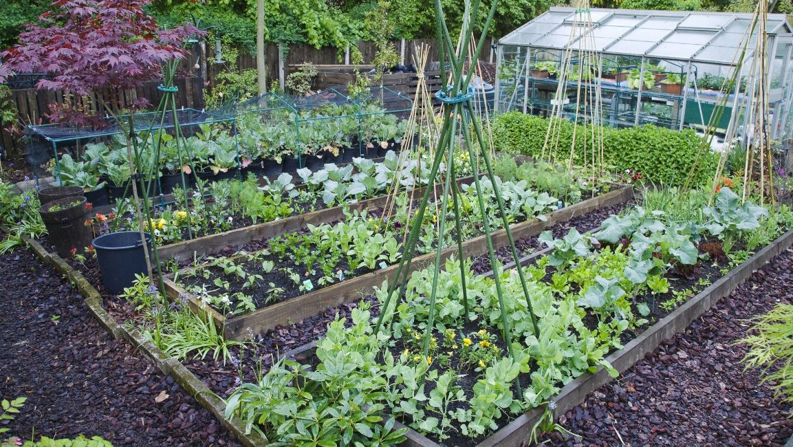 5 Ways to Start Your Home Garden with Organic Methods